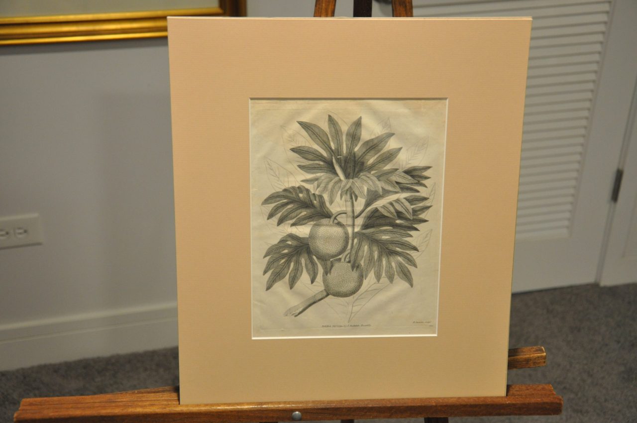 [Breadfruit] - Curtis Wright Maps