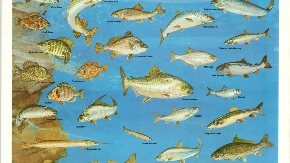 Fishes of the Great Lakes | Curtis Wright Maps