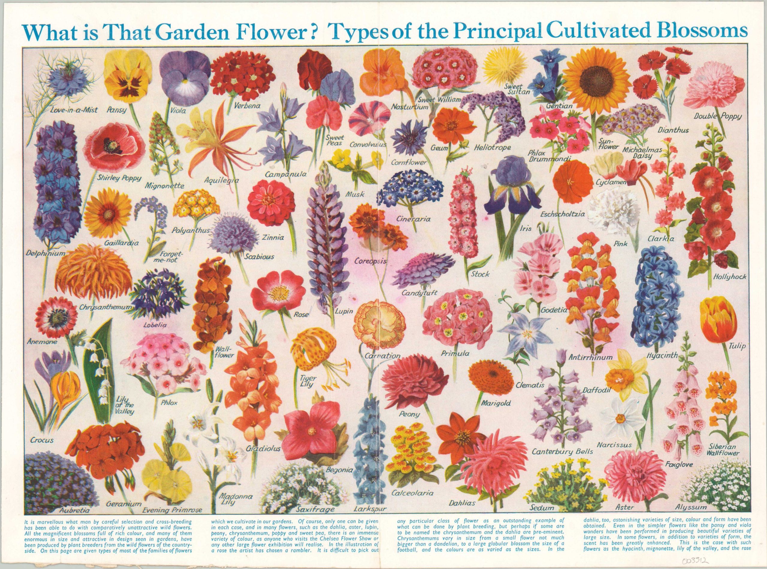 What is that Garden Flower? Types of Cultivated Plant Blossoms - Curtis ...