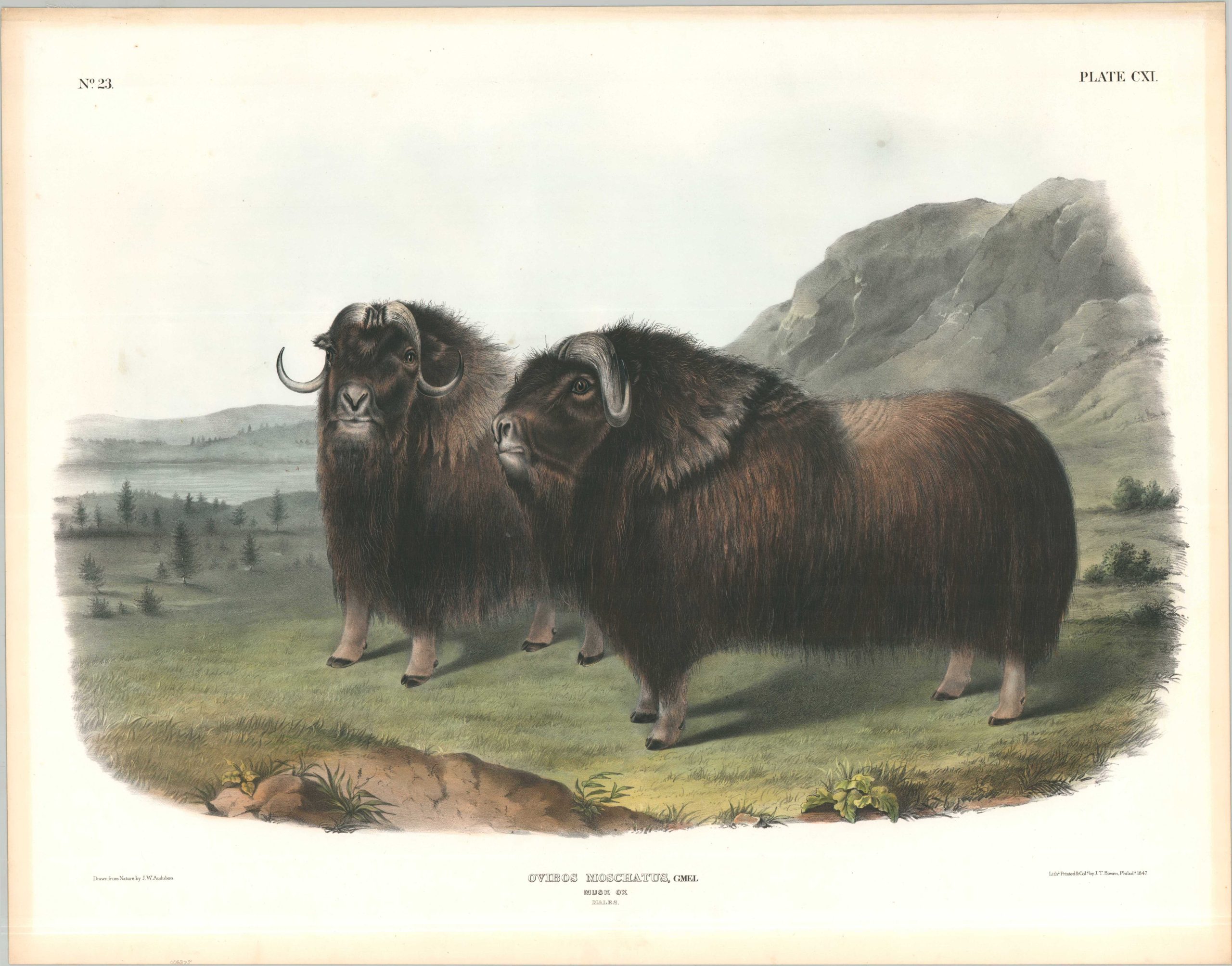 Ovibos Moschatus, GMEL Males Musk Ox - Curtis Wright Maps
