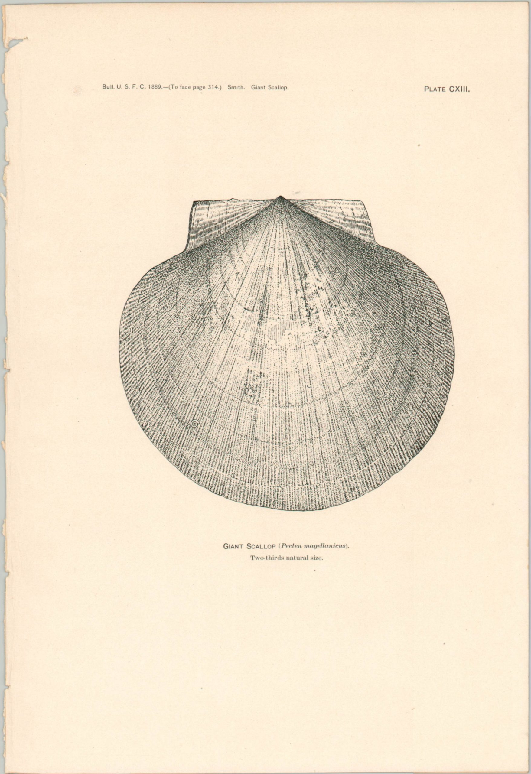The Giant Scallop Fishery of Maine - Curtis Wright Maps